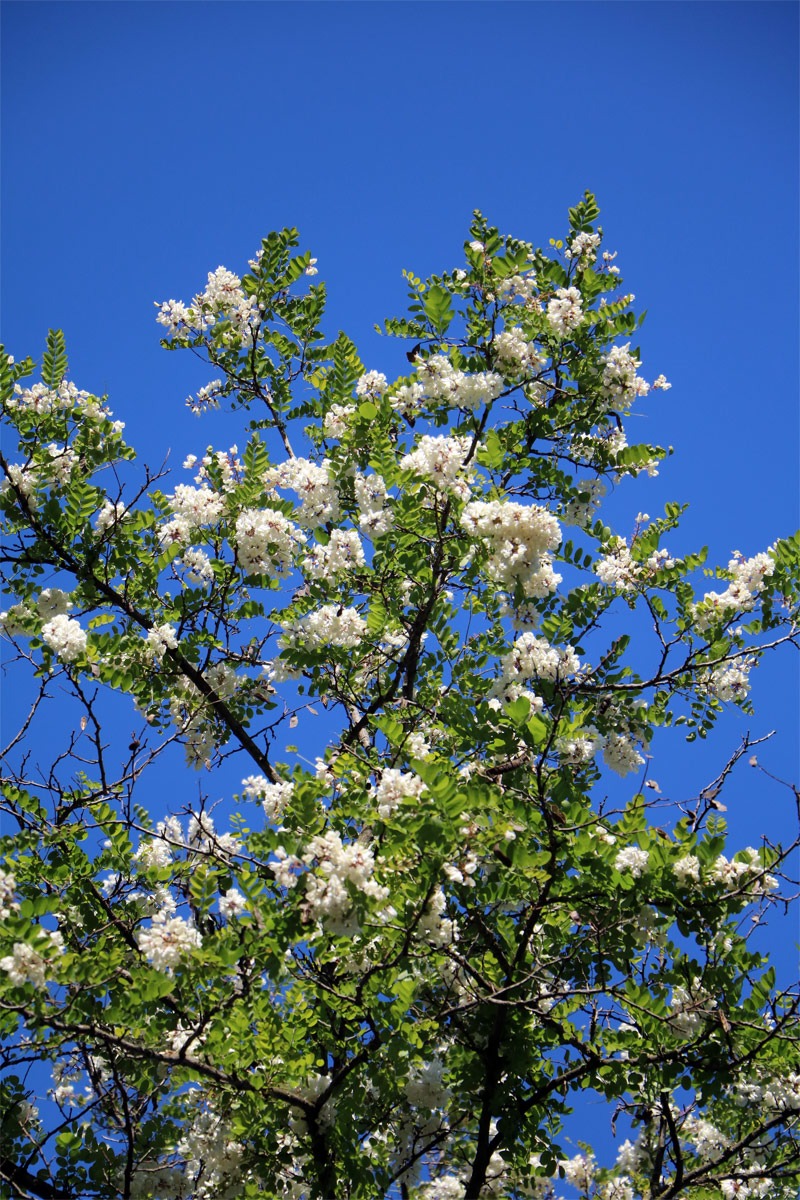 Robinie: Herkunft, Eigenschaften und Verwendung